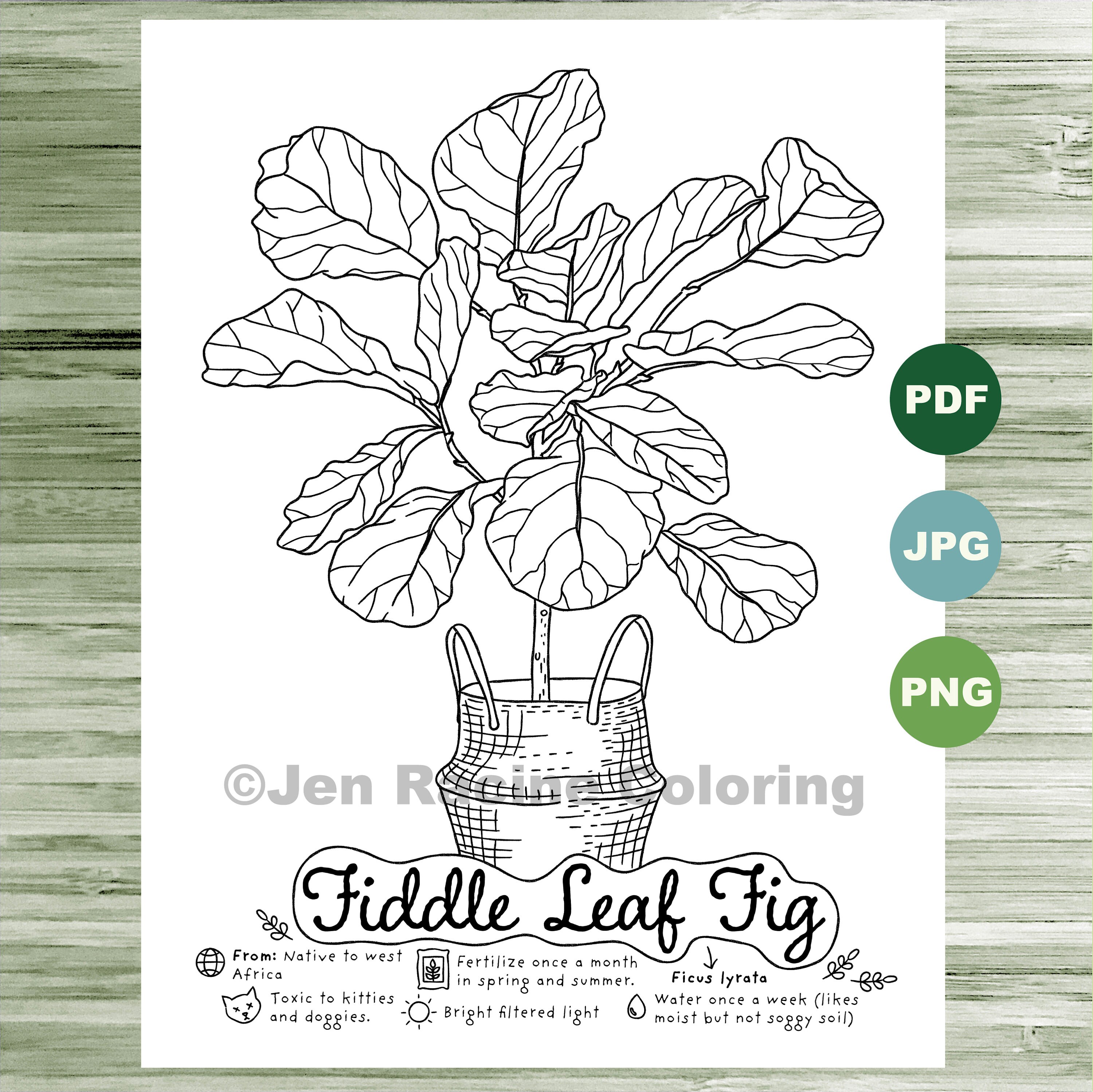 Fig Tree Coloring Pages