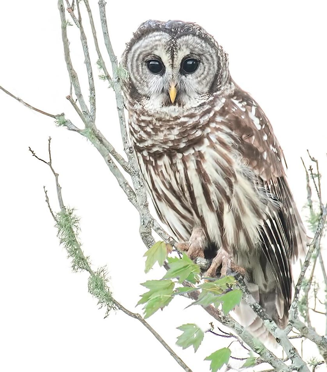 Barred Owl, Strix Vario, Occasion, Greeting Card, Birthday, Thank You ...