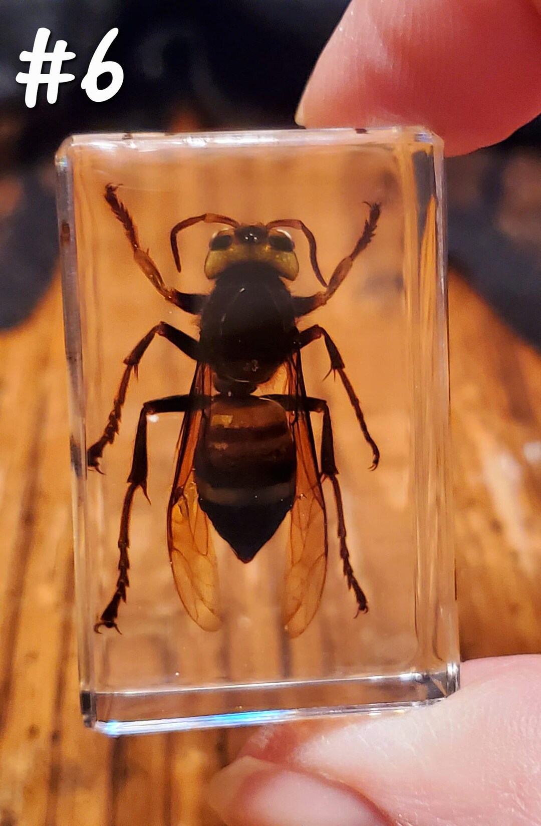Clear Resin Encased Insects These Make Great Stocking Stuffers for the ...