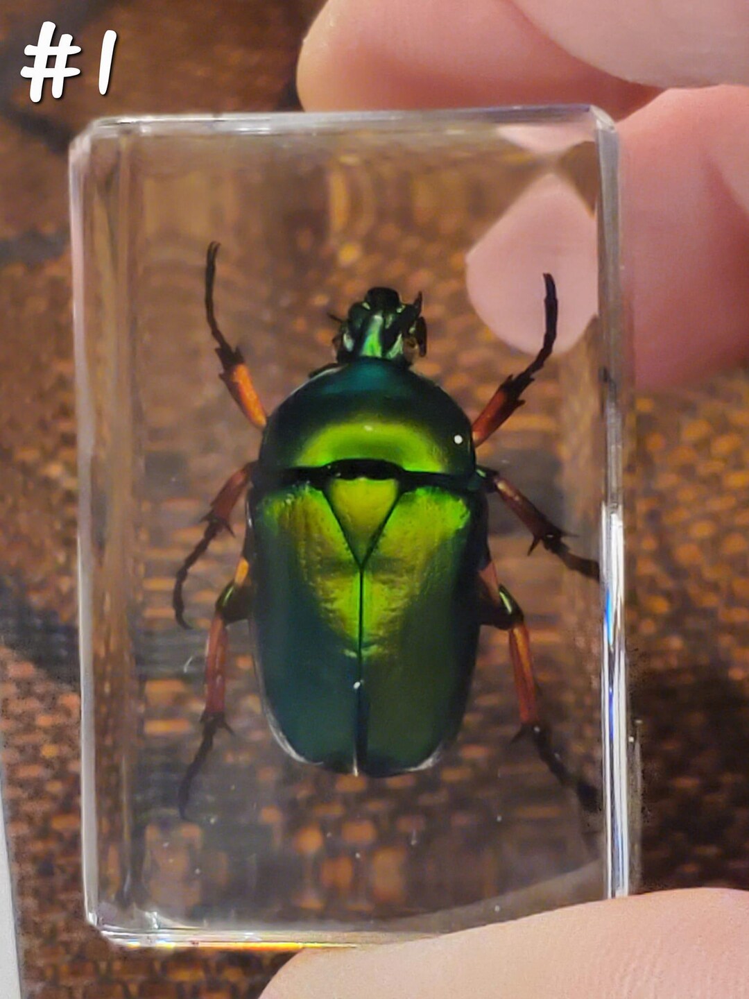 Clear Resin Encased Insects These Make Great Stocking Stuffers for the ...