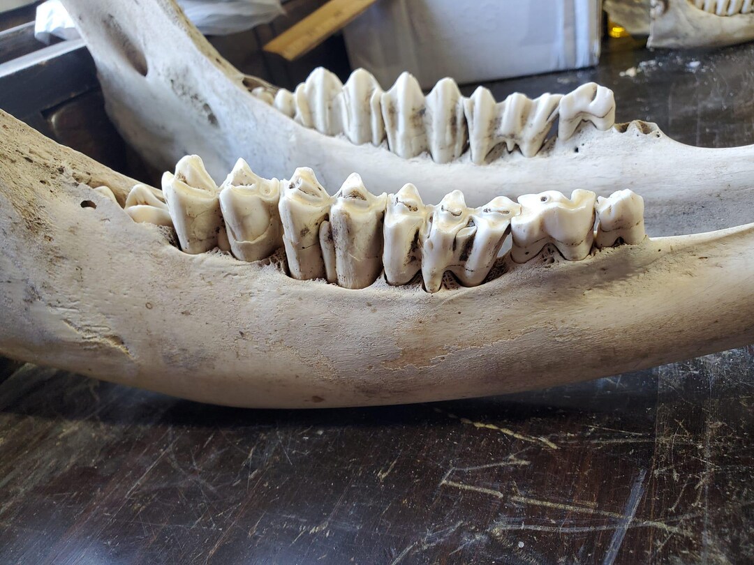 Large Set of Cow Jaws - Etsy