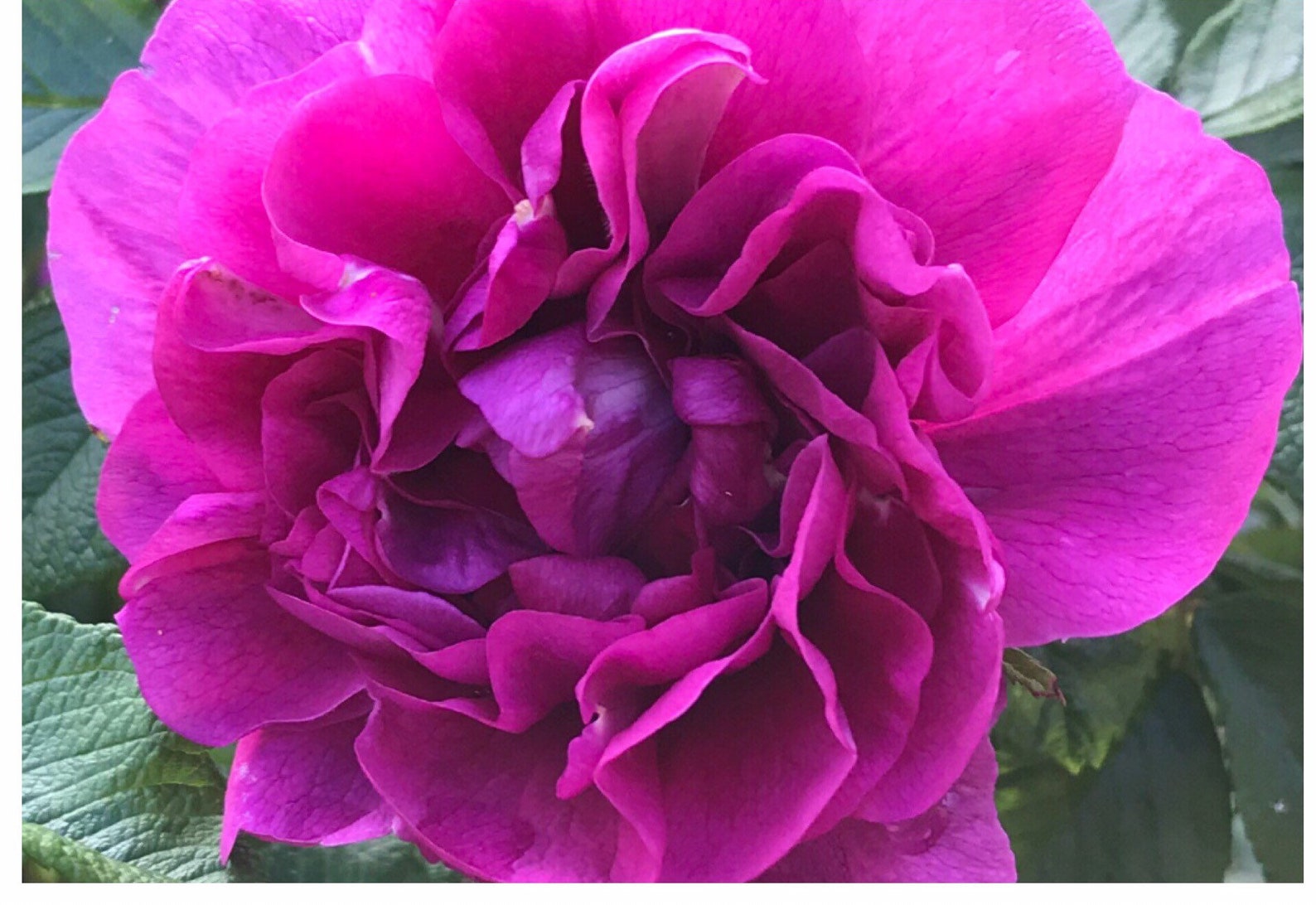 Sitka Rose - Etsy