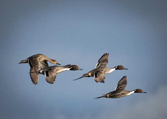 Northern Pintail Duck Flying