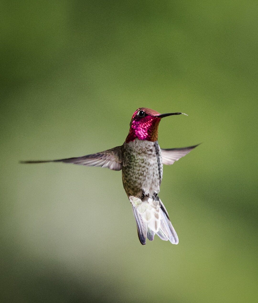 Anna's Hummingbird - Etsy
