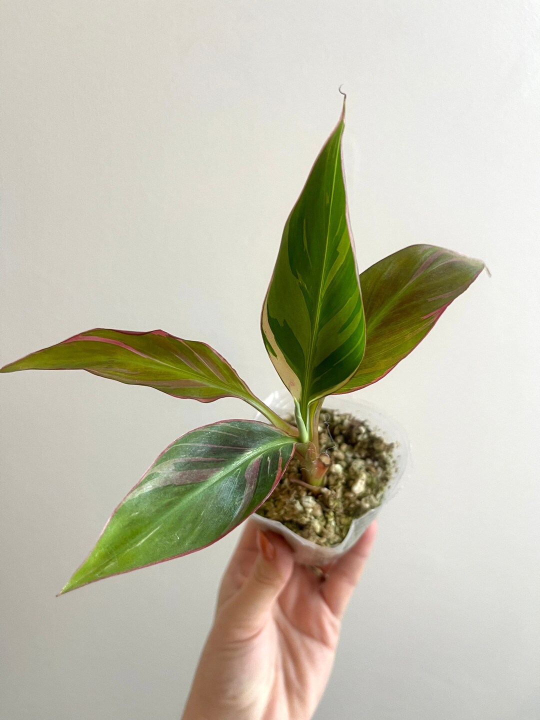 3 Musa 'nono' Pink Variegated Banana Tree - Etsy