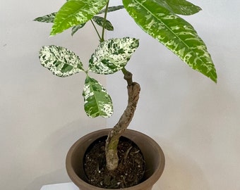 Variegated Money Tree Pachira Albo Rare Special Deal US SELLER - Etsy