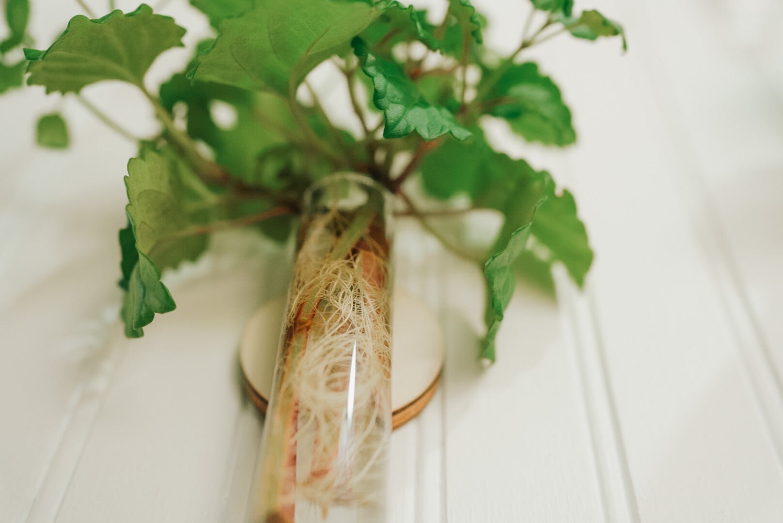 Wooden Propagation Planter - Etsy