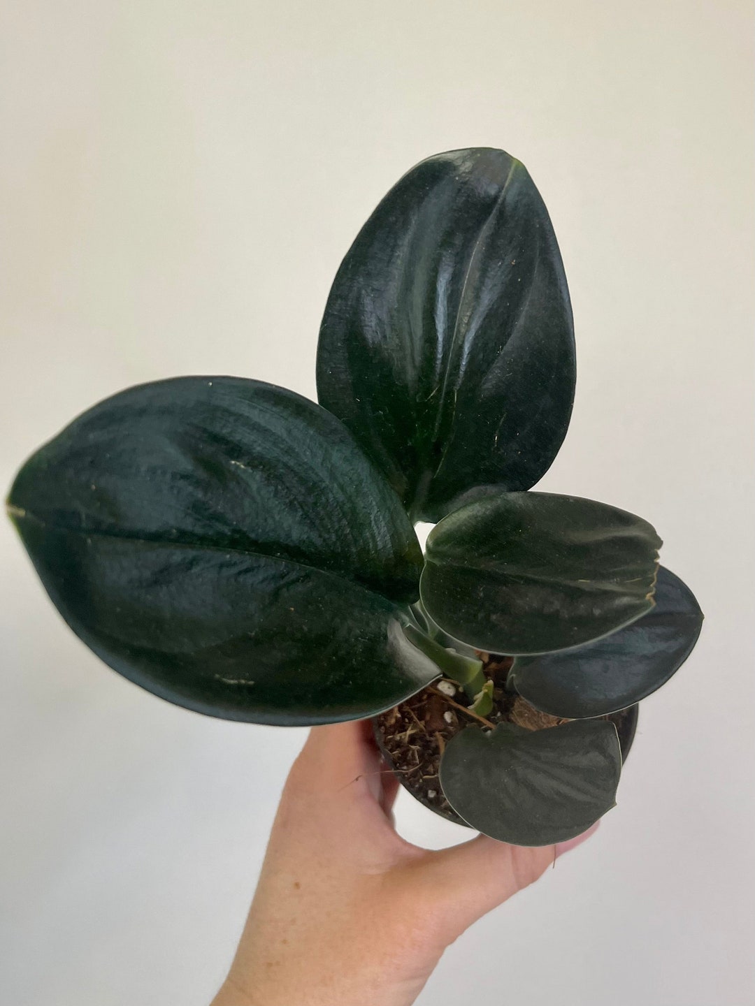 3 Scindapsus Treubii 'dark Form' - Etsy