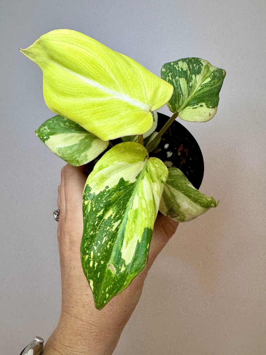 3" Philodendron Gloriosum Variegated (type 2) - Etsy