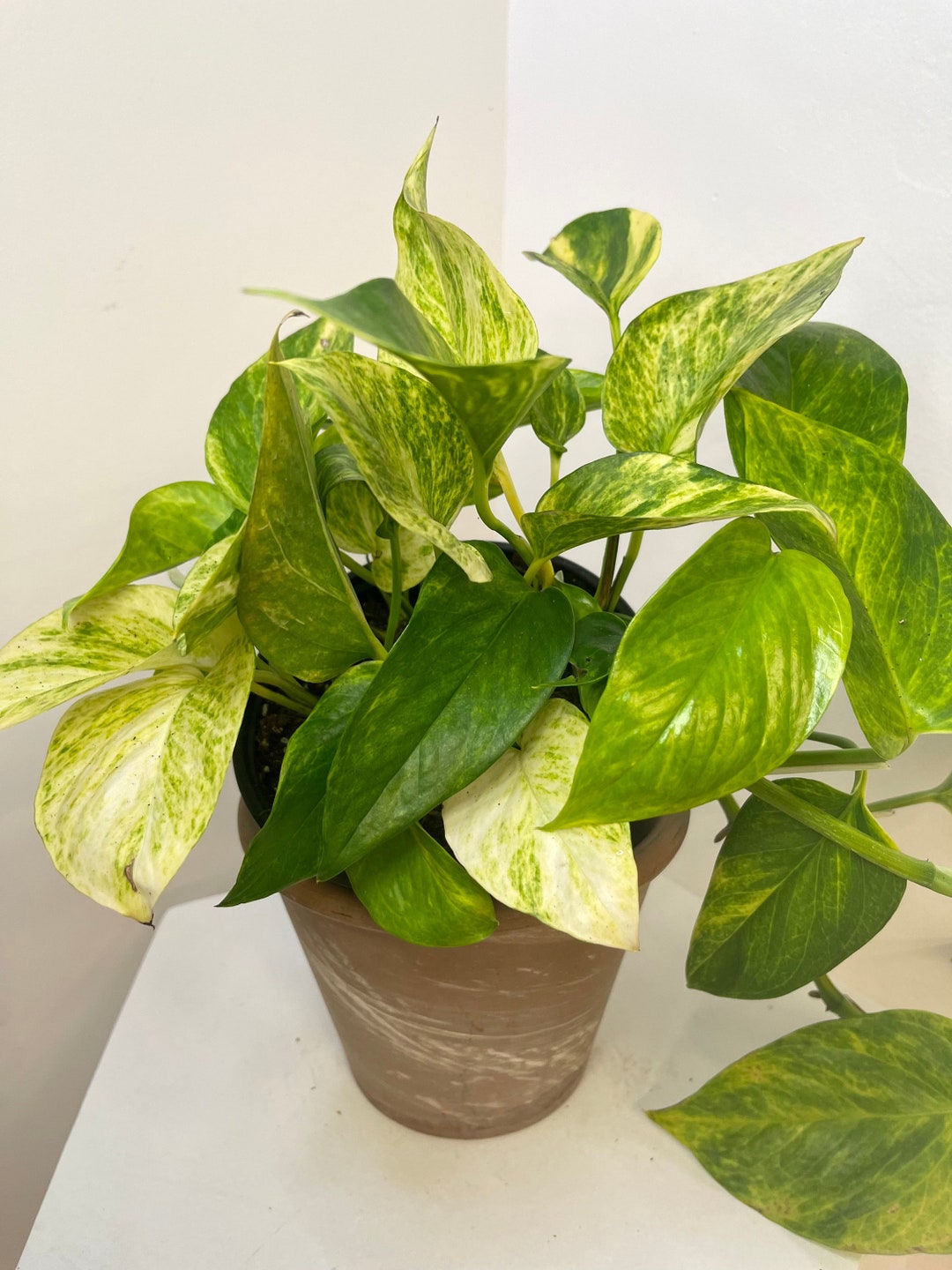6" Pothos Neon Queen *NEW HYBRID* - Etsy