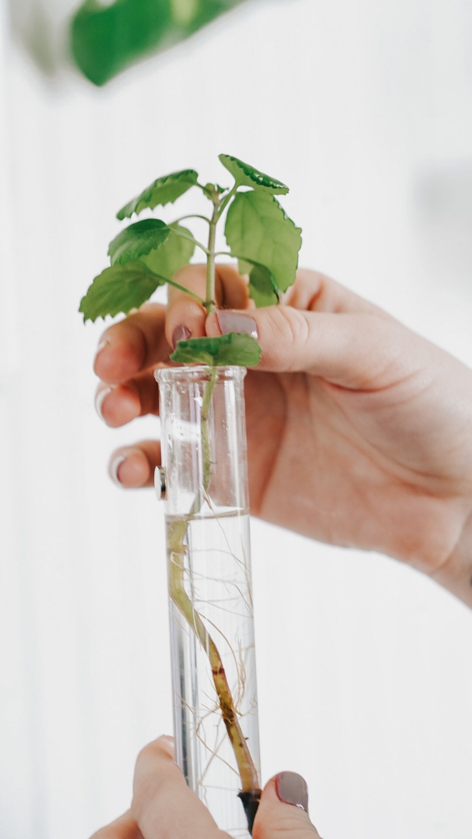 Magnetic Propagation Planter Propagation Station Test Tube - Etsy