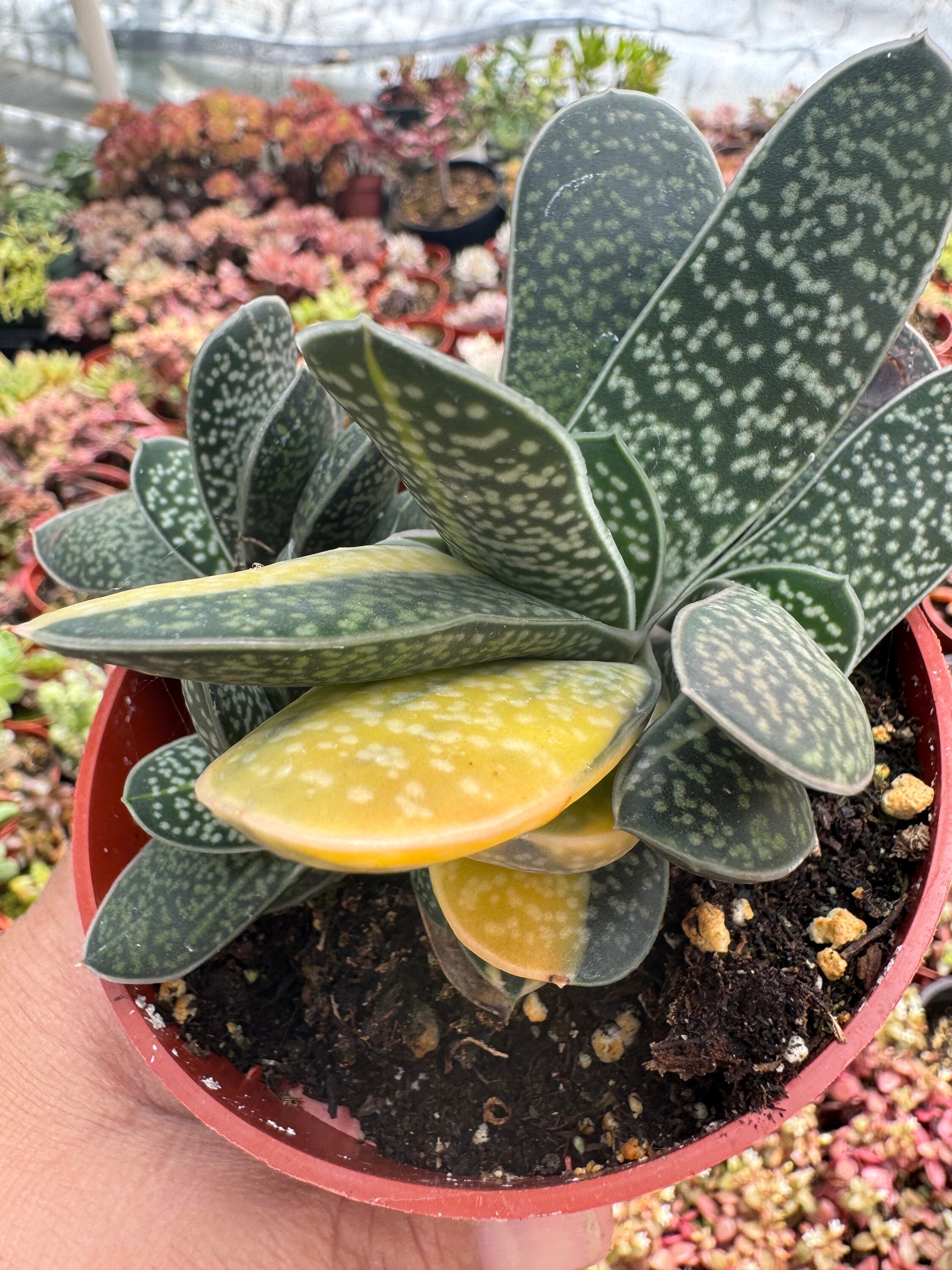 Gasteria Gracilis Variegated (variegated Cow’s Tongue) - - Etsy