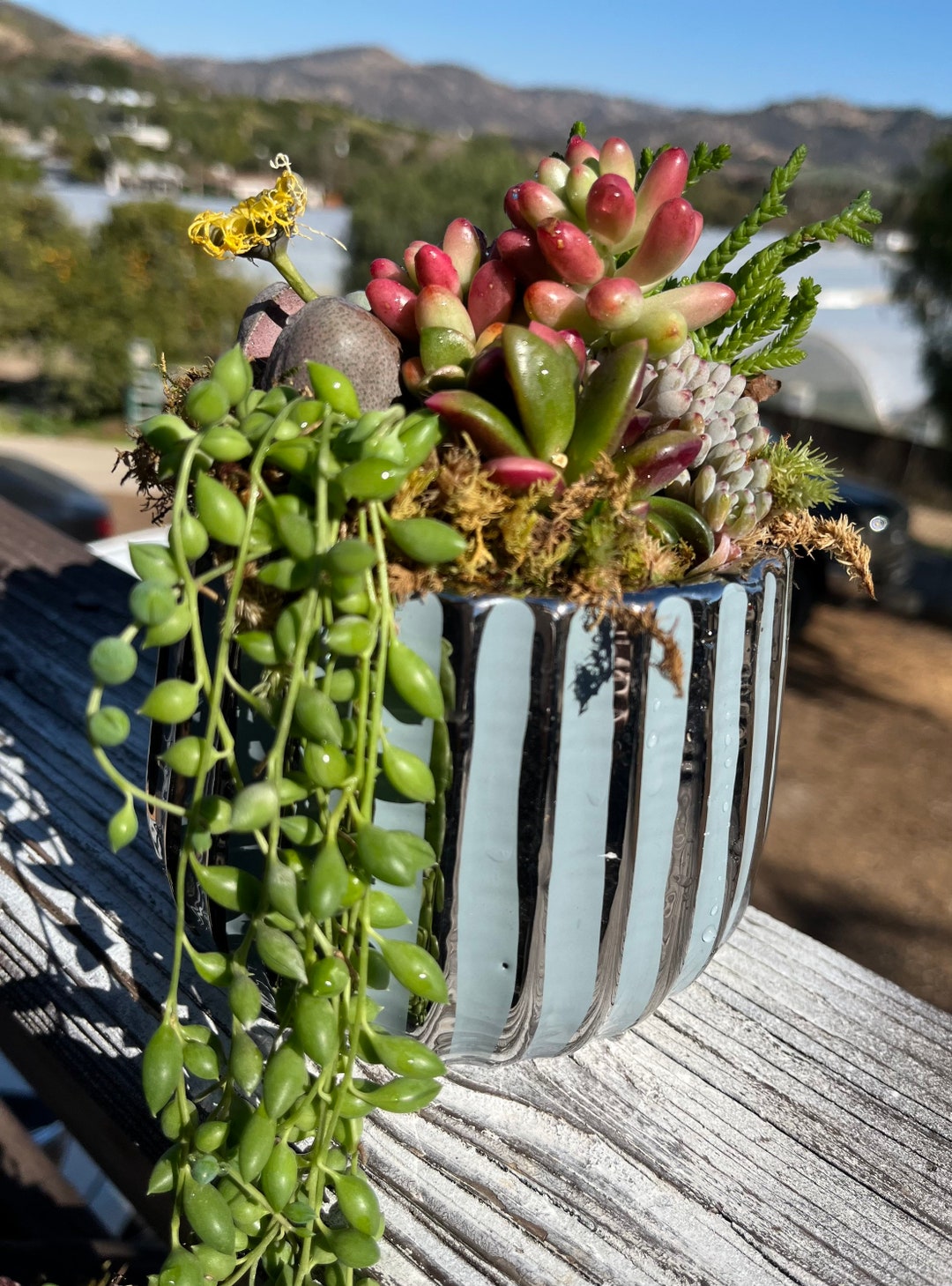 Silver Ceramic Succulent Arrangement - Etsy