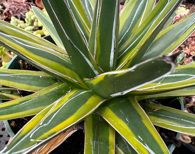 Agave Victoria-reginae F Variegata - Etsy