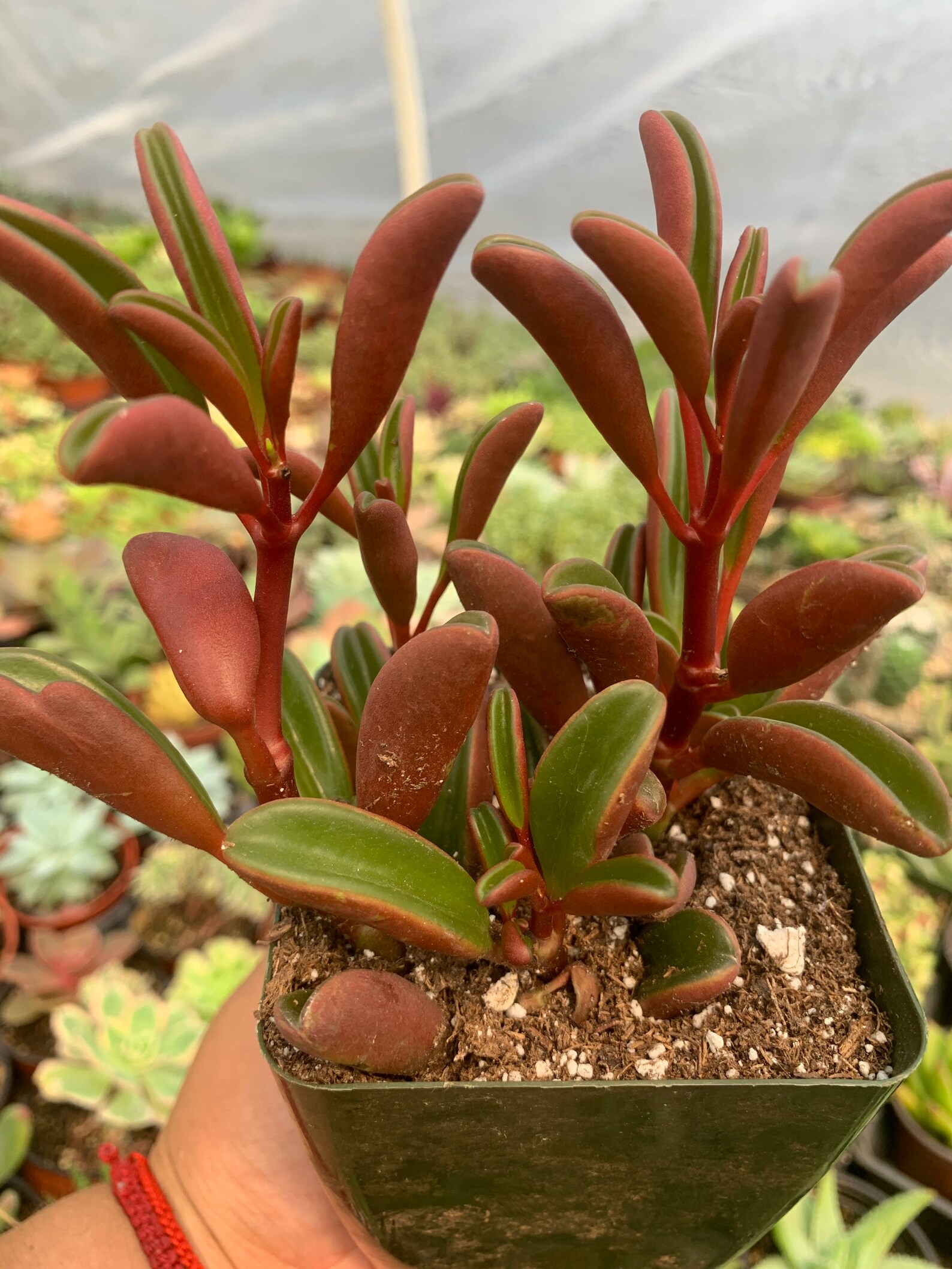 Peperomia Graveolens Ruby Glow | Etsy
