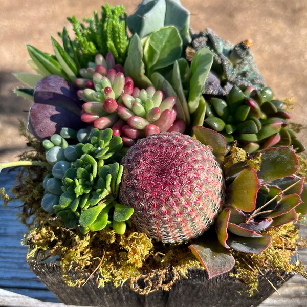 Succulent Arrangement Live - Etsy