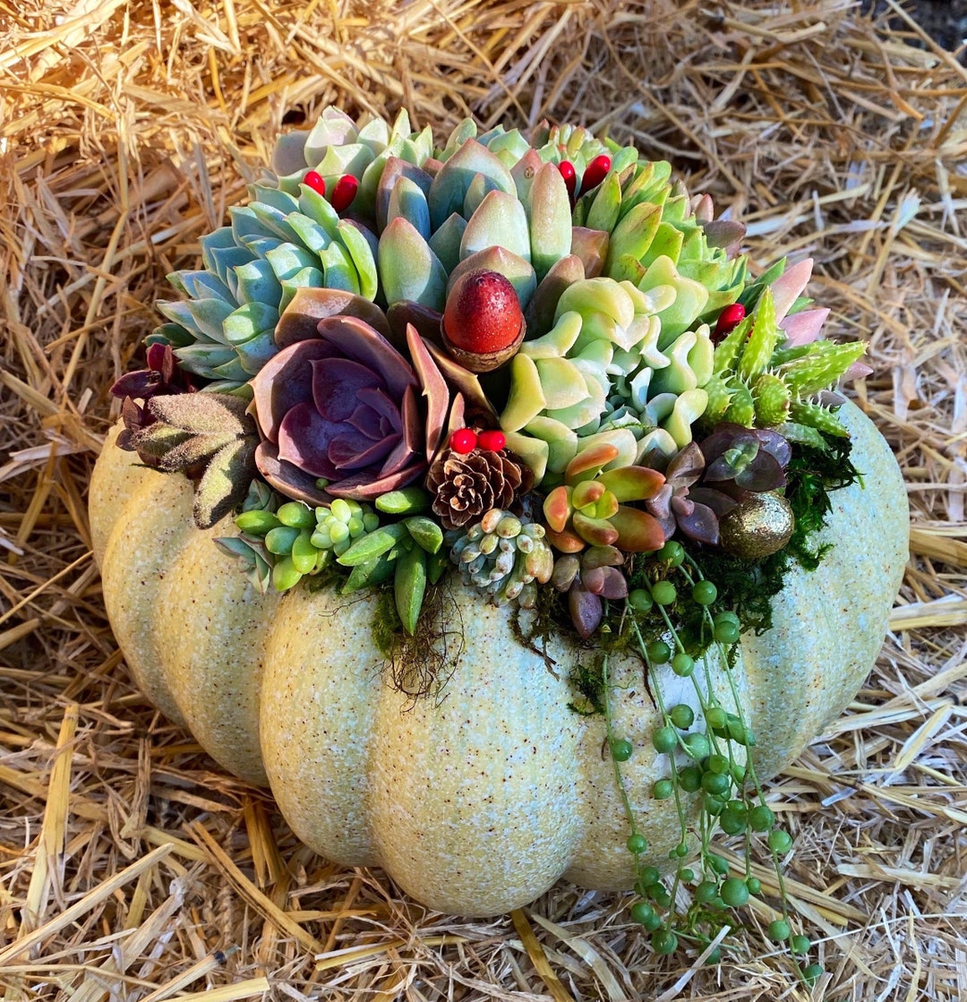 Succulent Pumpkin Decor, Fall Thanksgiving Centerpiece (9”-11”) - Etsy