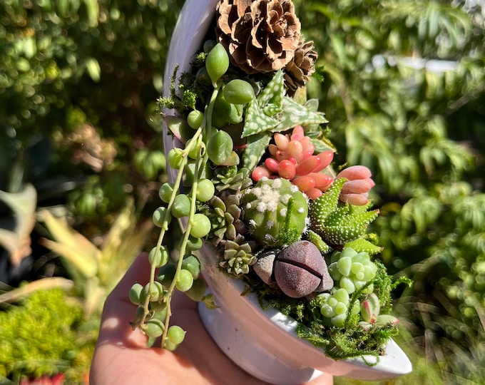 Crested Moon LIVE Succulent Arrangement - Etsy