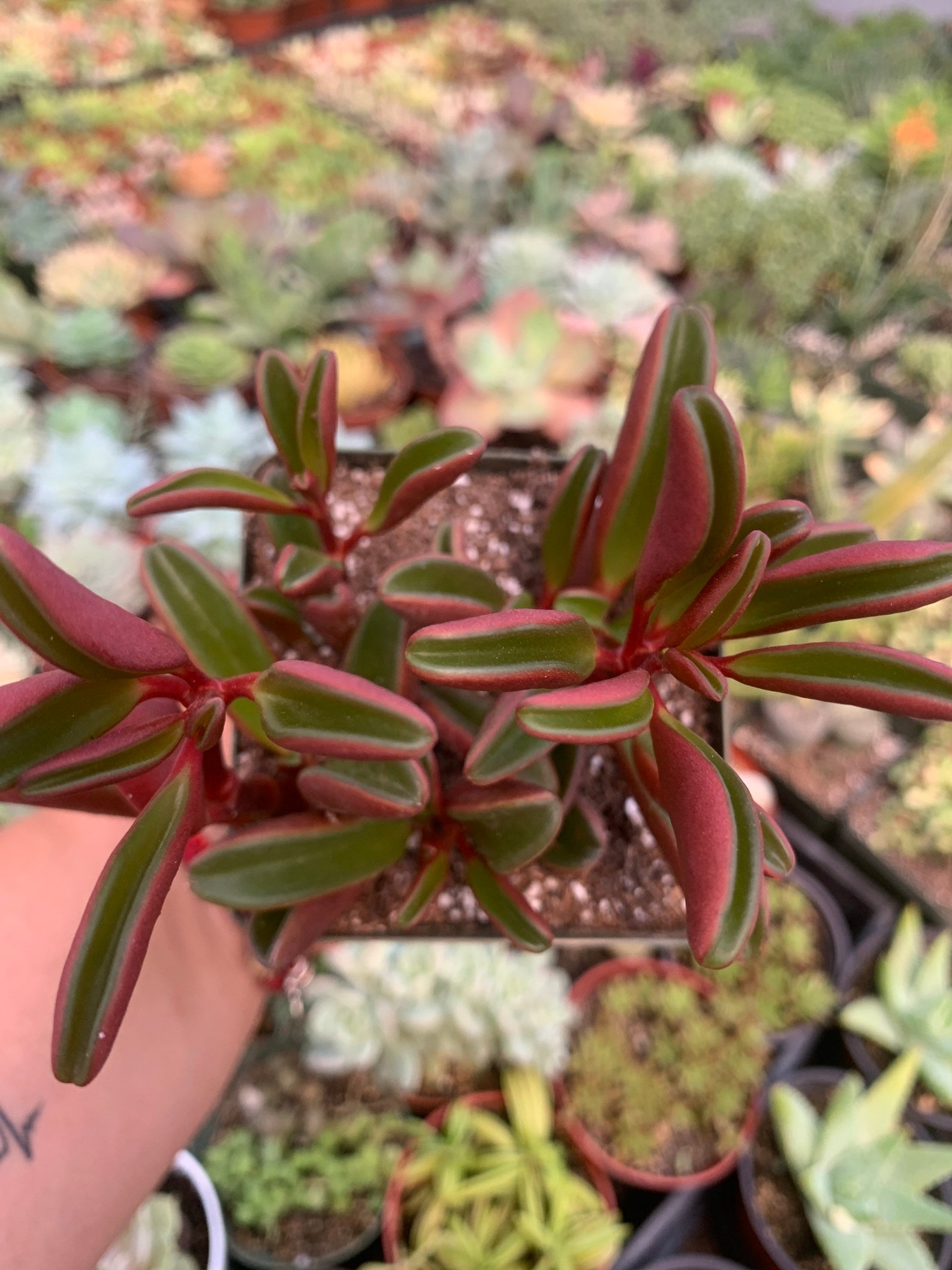Peperomia Graveolens Ruby Glow | Etsy
