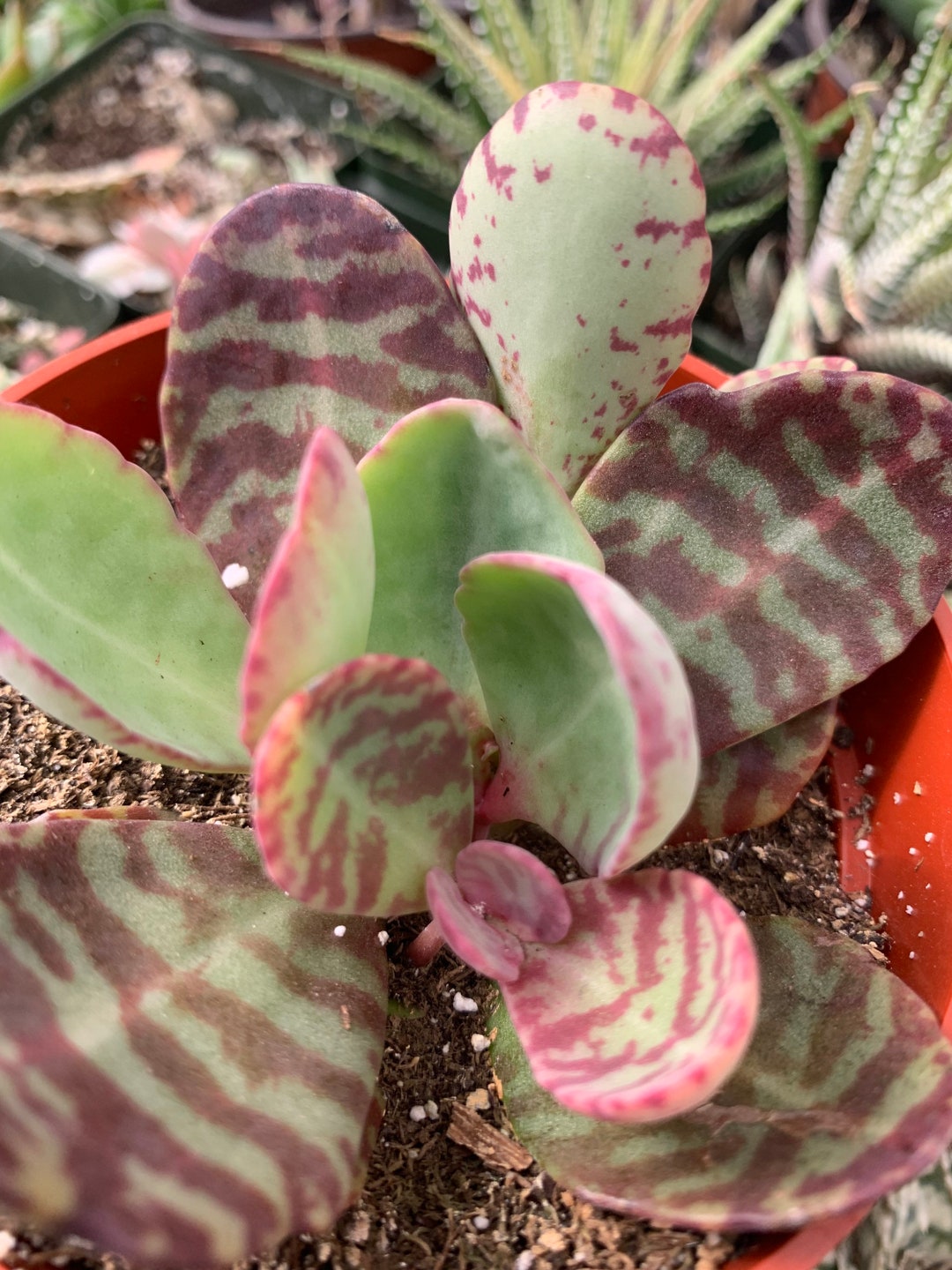Kalanchoe Humilis - Etsy