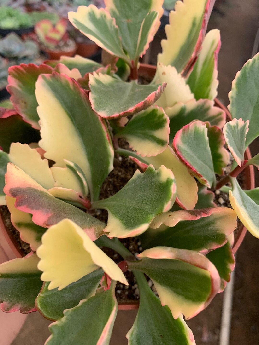 Kalanchoe Longiflora Varigated ''fire Rainbow'' - Etsy