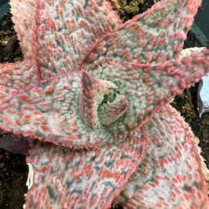 Aloe Pink Blush - Etsy
