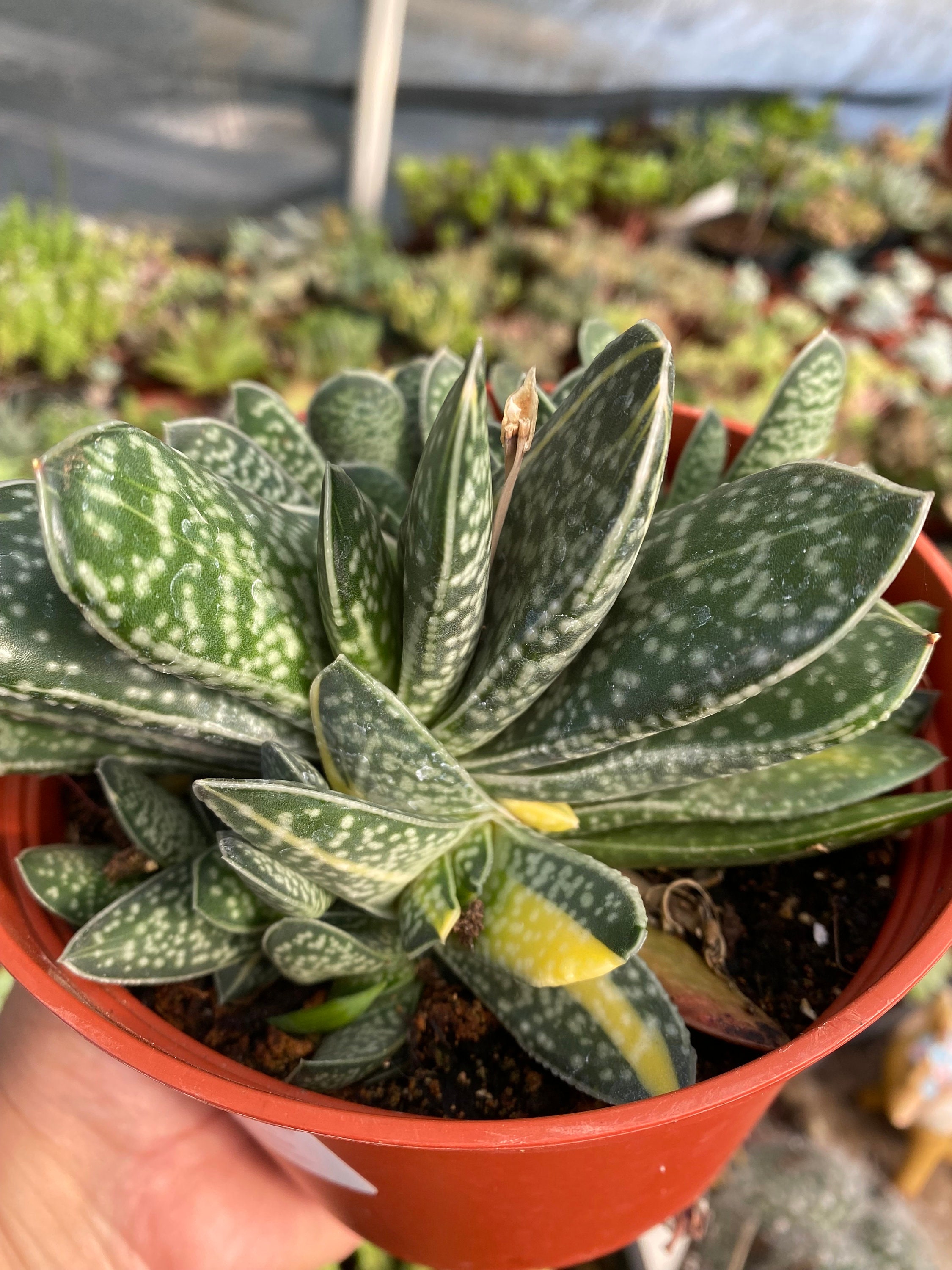 Gasteria Gracilis Variegated (variegated Cow’s Tongue) - - Etsy