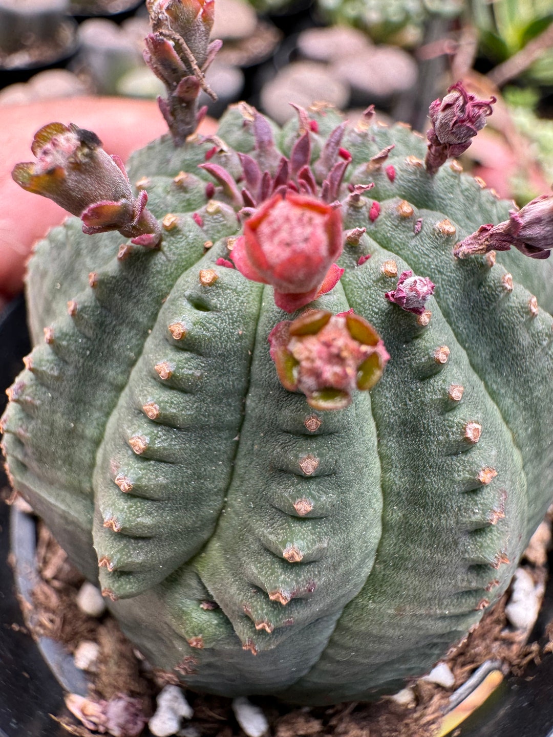 Euphorbia Obesa - Etsy