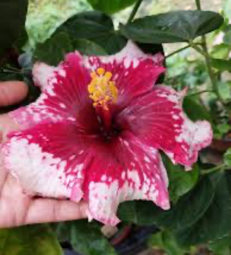 Hibiscus Purple Magic Hybrid Bush Tree, Well Rooted Plug, 5 Plus Inches ...