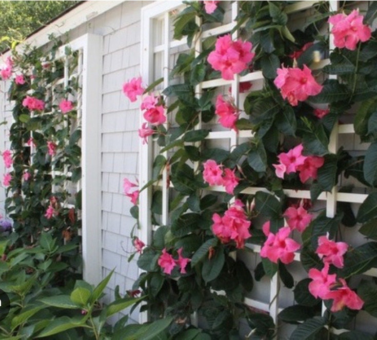 Mandevilla Bella Grande Pink Hybrid Live Vine Plant Well Rooted Organic ...