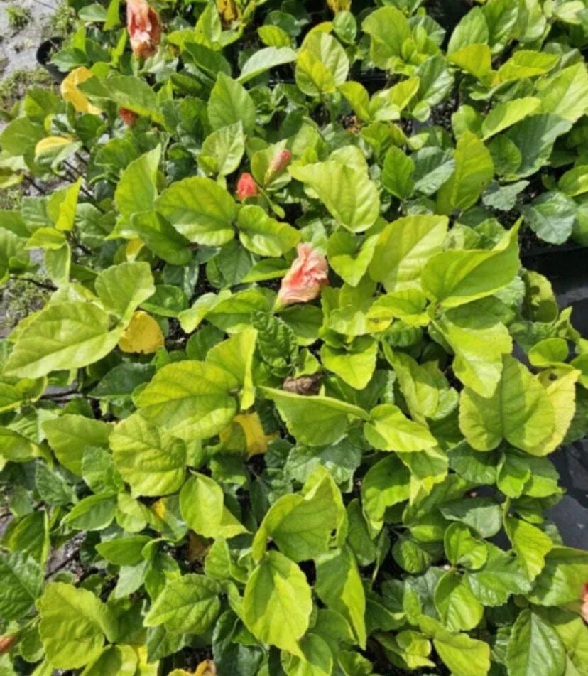 Hibiscus Purple Magic Hybrid Bush Tree, Well Rooted Plug, 5 Plus Inches ...