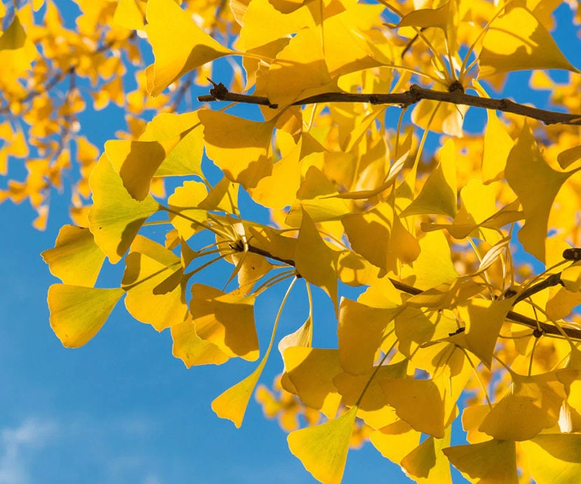 1 Ginkgo Biloba China Tree Live Plant Duck Foot Fan Shaped Maidenhair ...