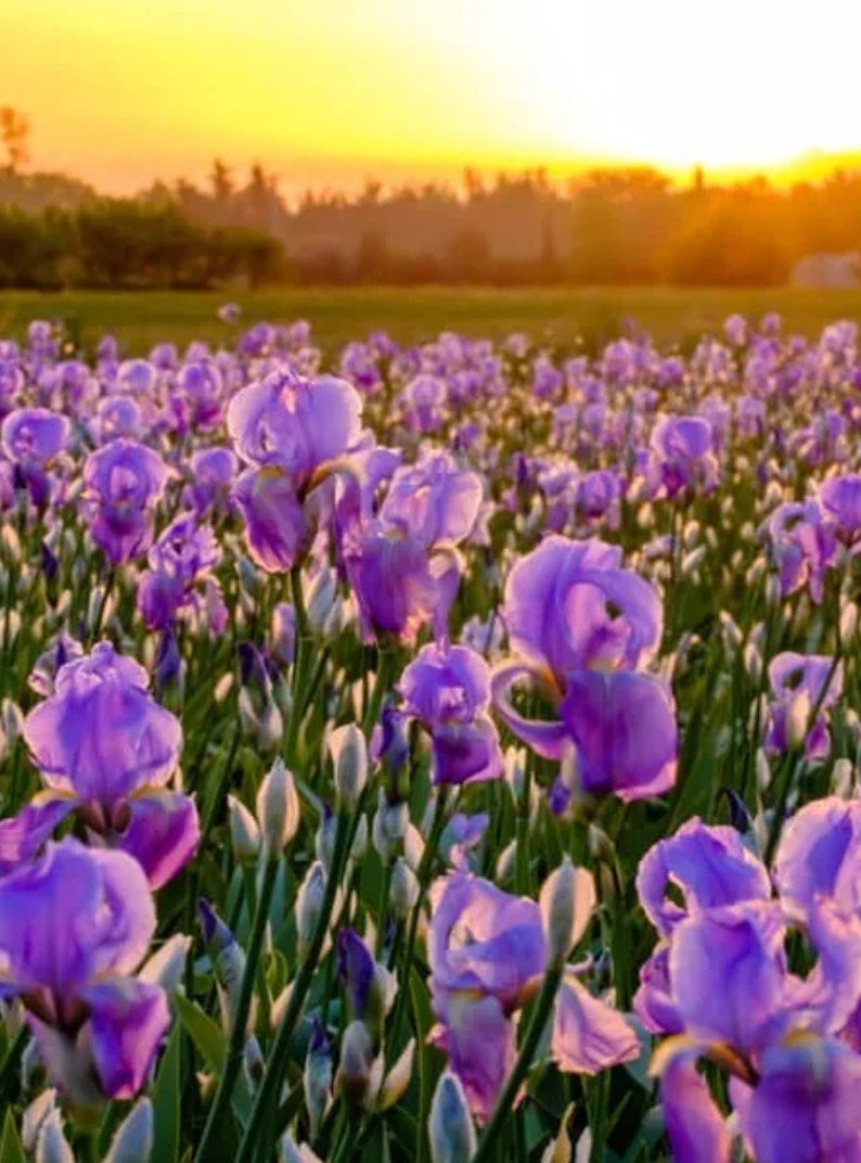 20 Iris Fresh Bearded Rhizome Mixed Varieties Some Rare Gorgeous for ...