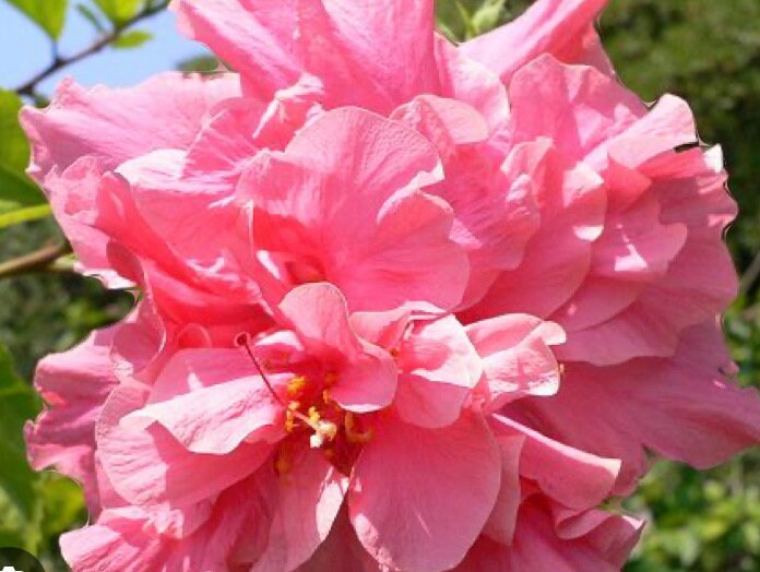 Double Pink Hibiscus Bush Tree, Well Rooted Plug, 5 Plug Plant ...