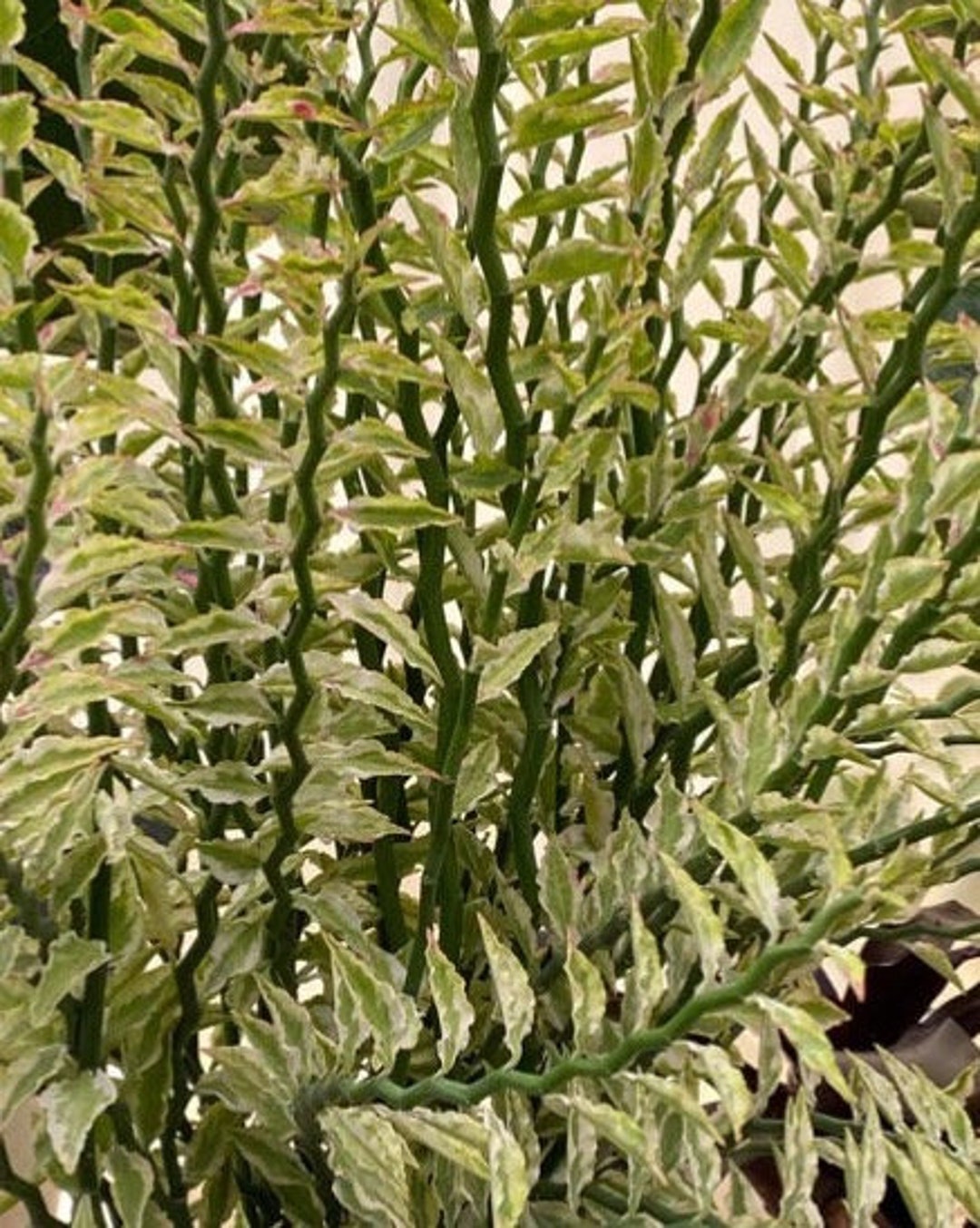 Colorful Devils Backbone Catcus Fresh 10 Cuttings Variegated Beautiful ...