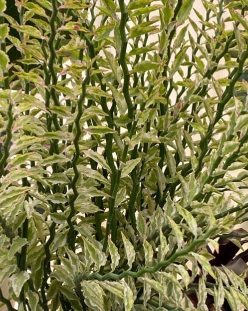 Colorful Devils Backbone Catcus Fresh 10 Cuttings Variegated Beautiful ...