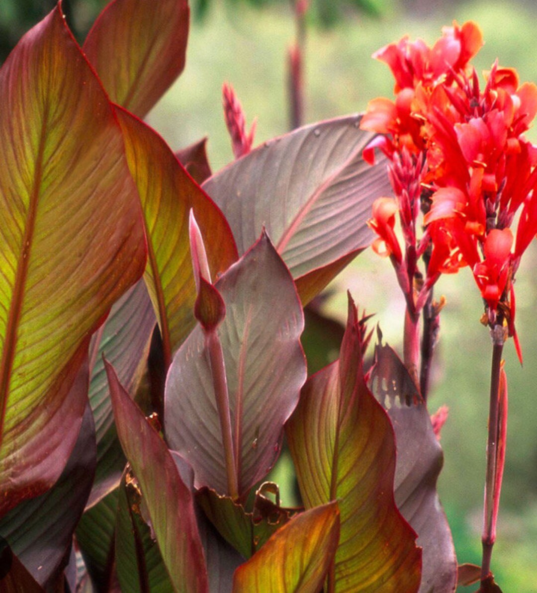Canna Chocolate 12 Australian Lily Flower Bulbs Rhizome Easy Grow ...