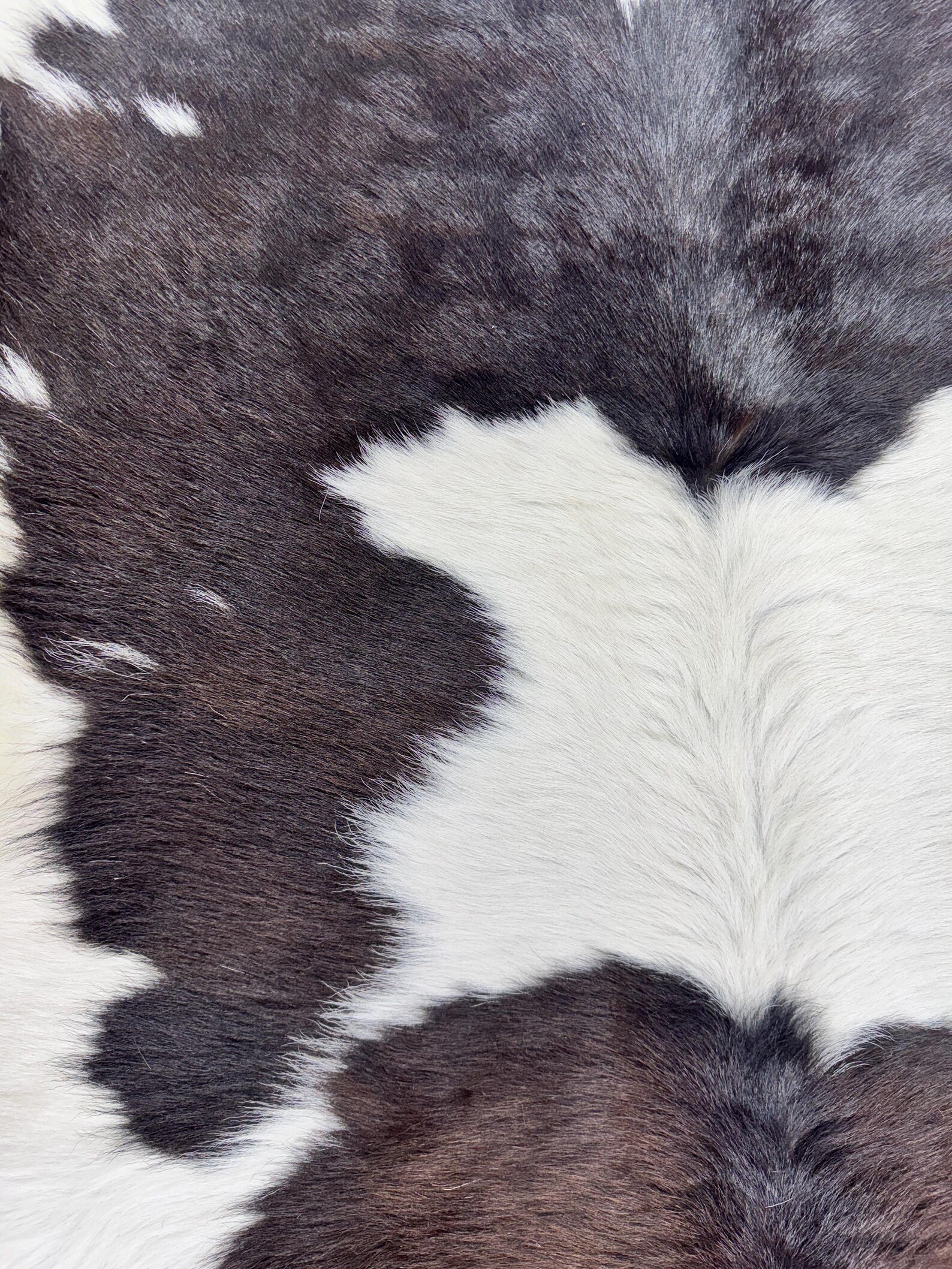 Cowhide Belt Buckle Display Frame 10 X 18 - Etsy