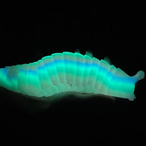 Jumbo Glow in the Dark Slug | Fidget Toy | Collectors | Articulating ...