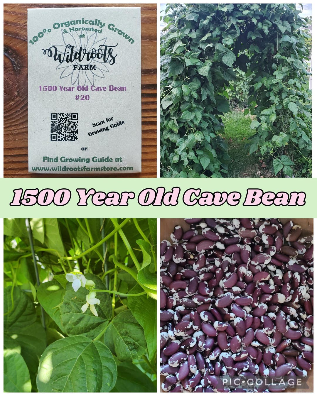 1500 Year Old Cave Beans / NON-GMO/100% ORGANIC - Etsy