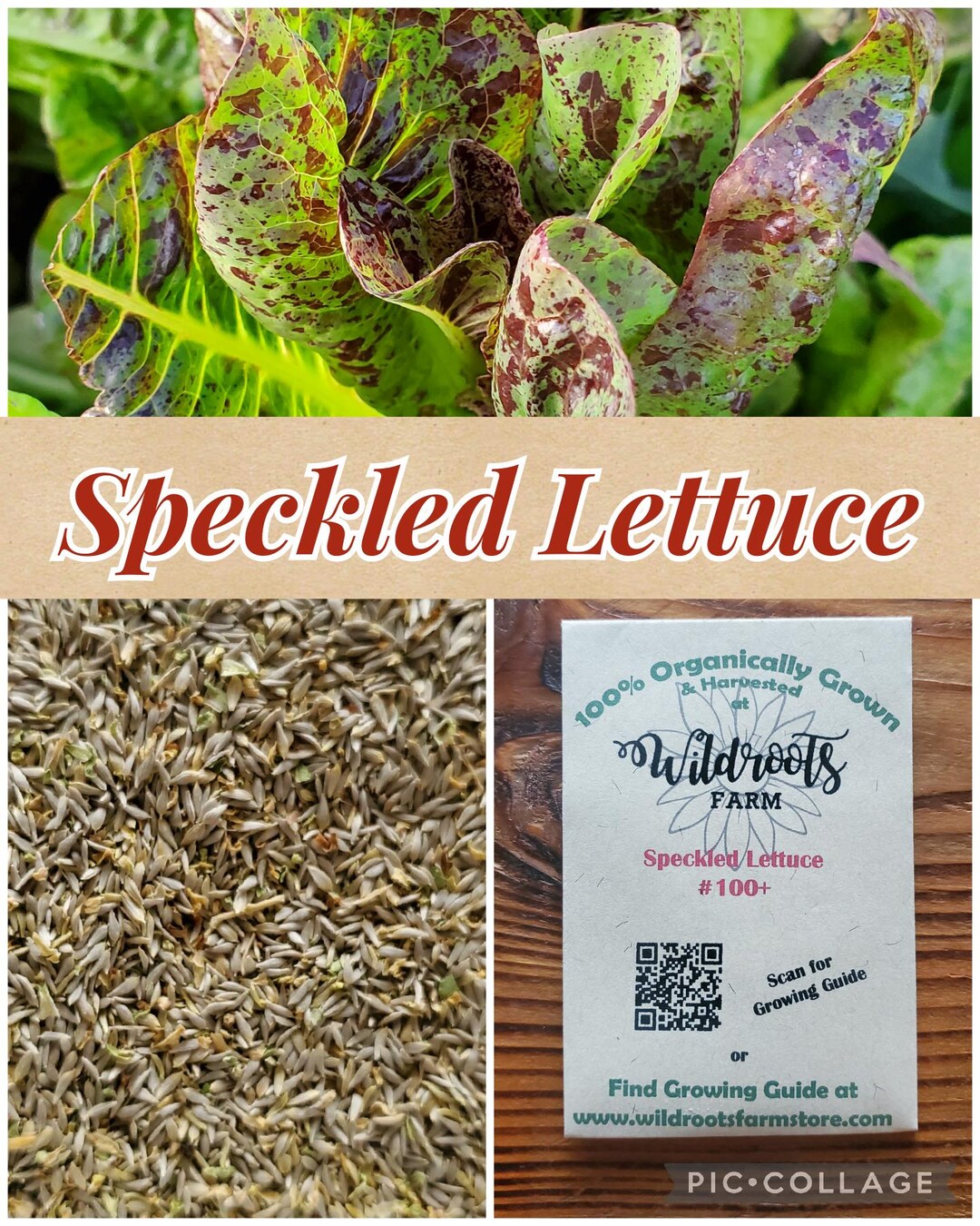 Speckled Lettuce / NON-GMO/100% Organically Grown - Etsy