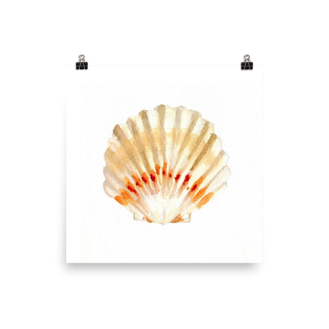 Scallop Shell Watercolour Print - Etsy