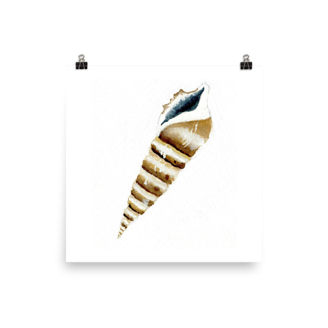 Corkscrew Shell Watercolour Print - Etsy