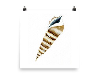 Nautilus Shell Art Sea Shell Print Watercolour Shell - Etsy