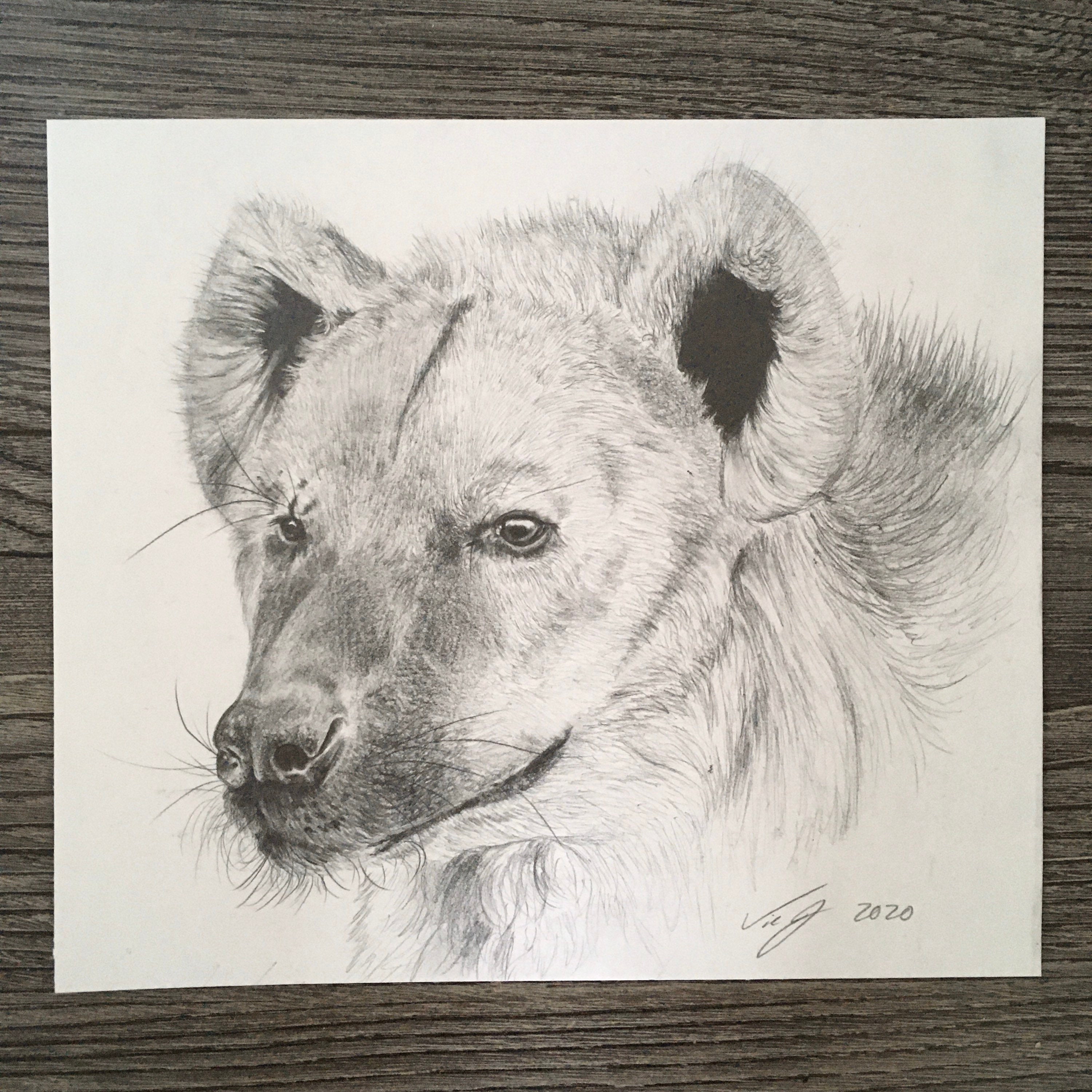 Spotted Hyena Drawing
