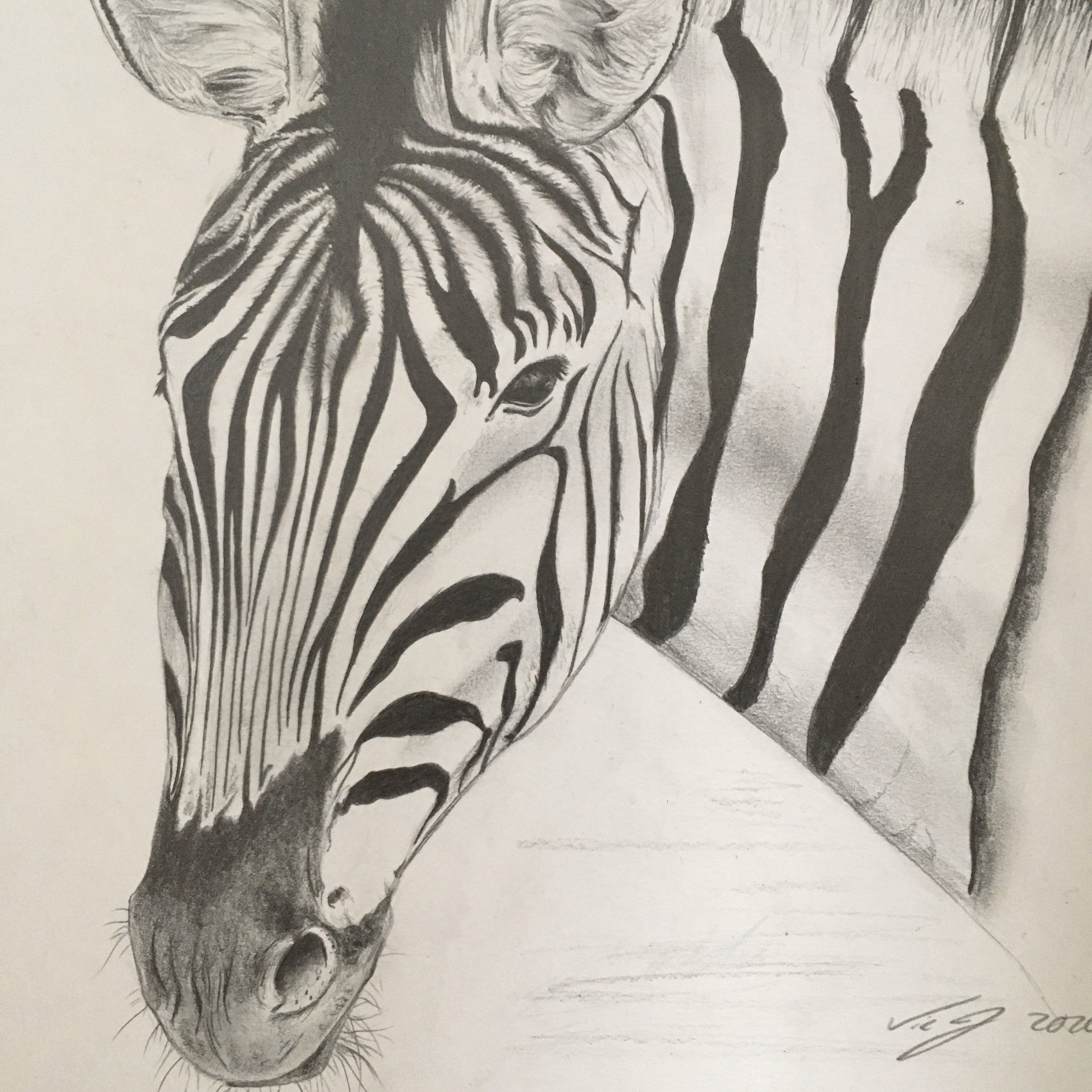 Zebra Pencil Drawing - Etsy