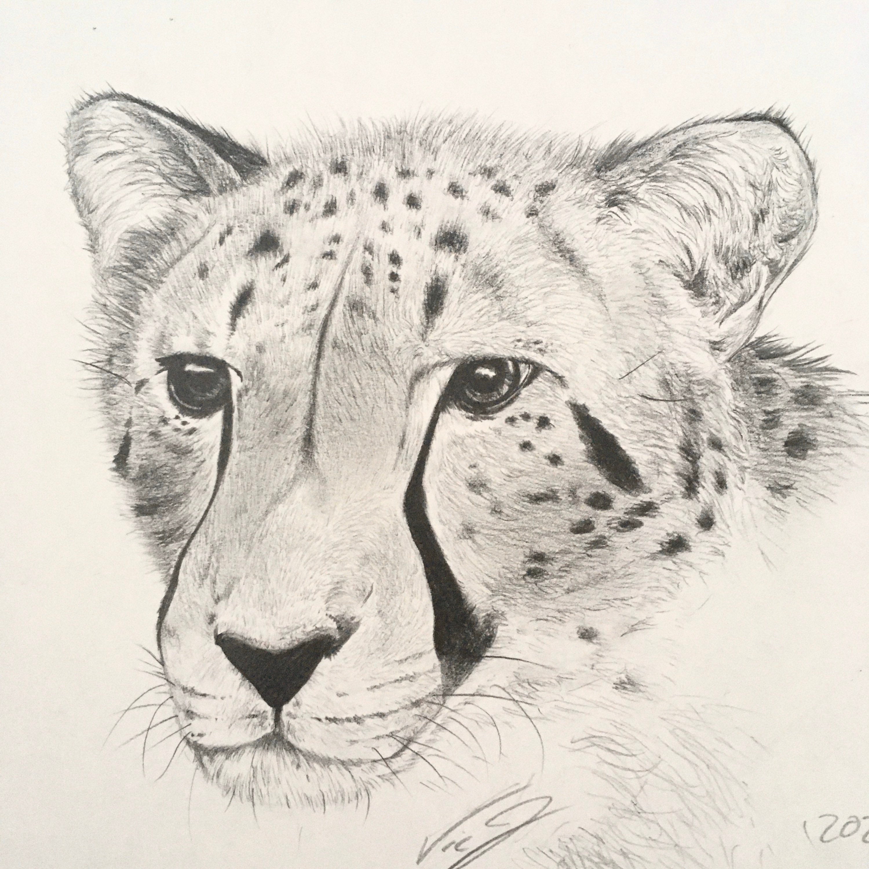 Cheetah Pencil Drawing - Etsy