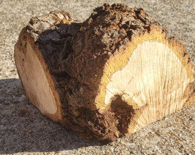 Set of 4, Burled, Spalted, Red Oak Blanks - Etsy