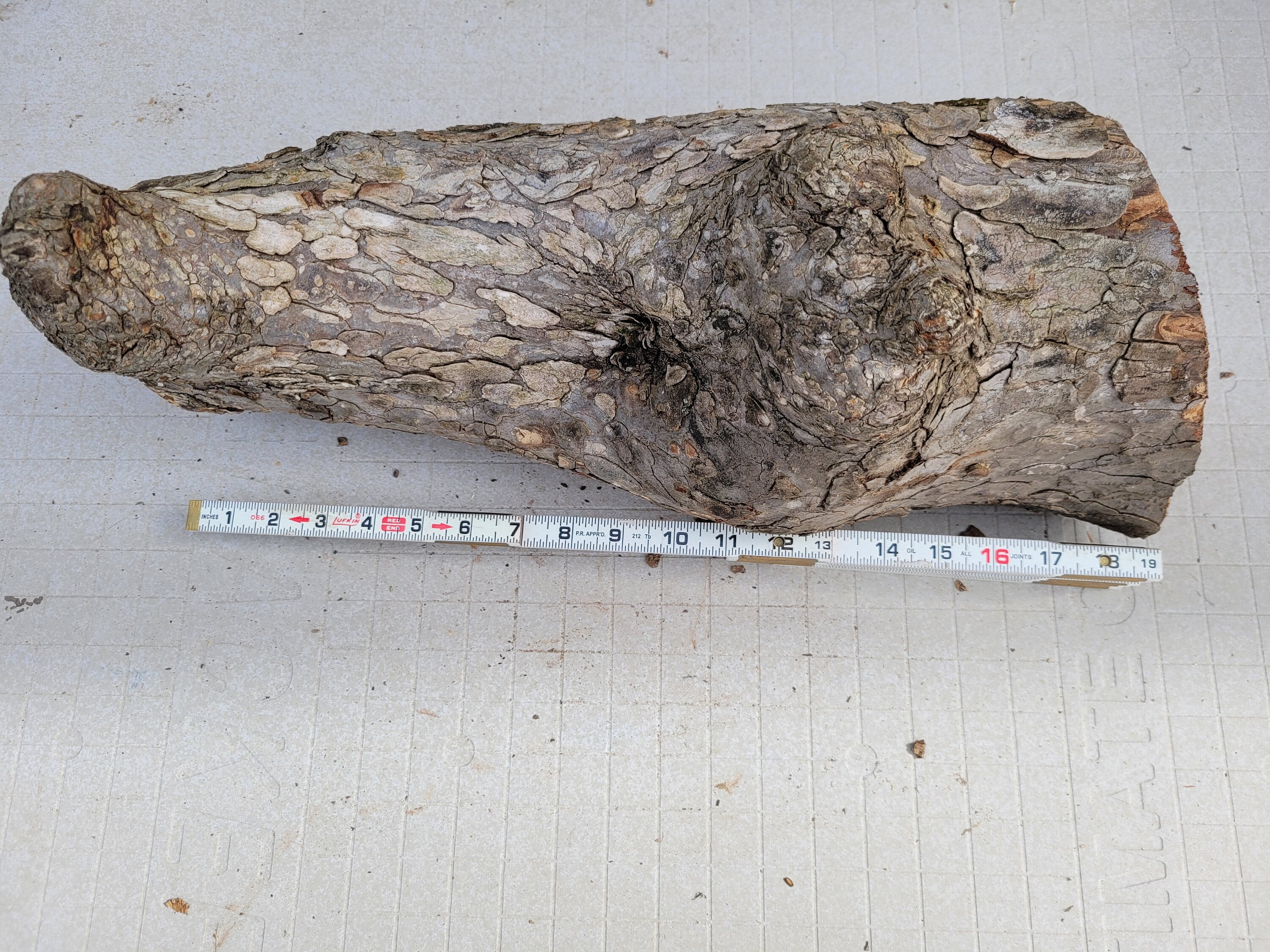 Burled, Fiery Box Elder Log - Etsy