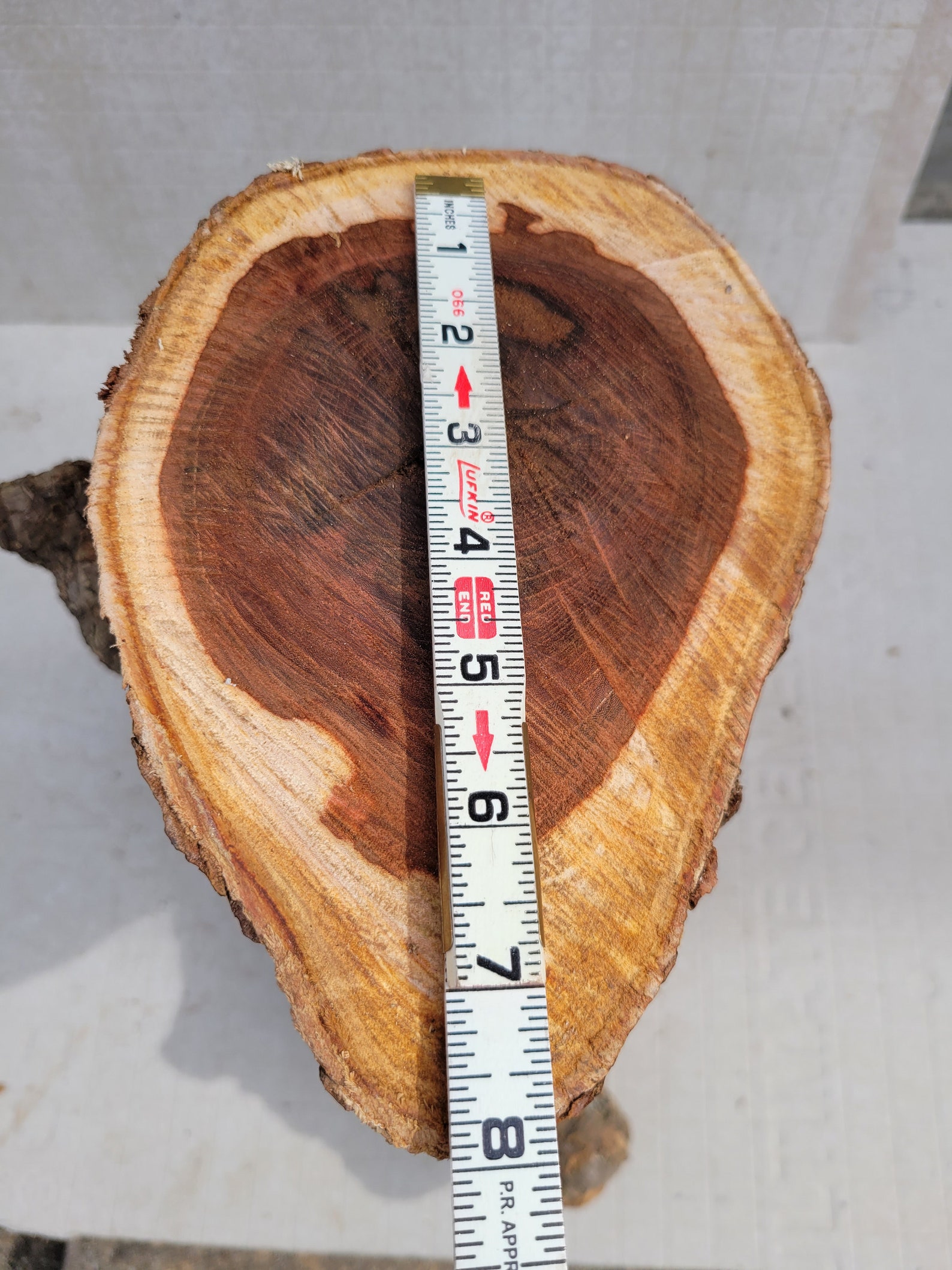 Burled, Fiery Box Elder Log - Etsy